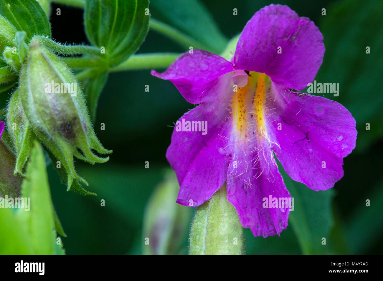 Lewis Monkeyflower - Mimulus lewisii Stock Photo - Alamy