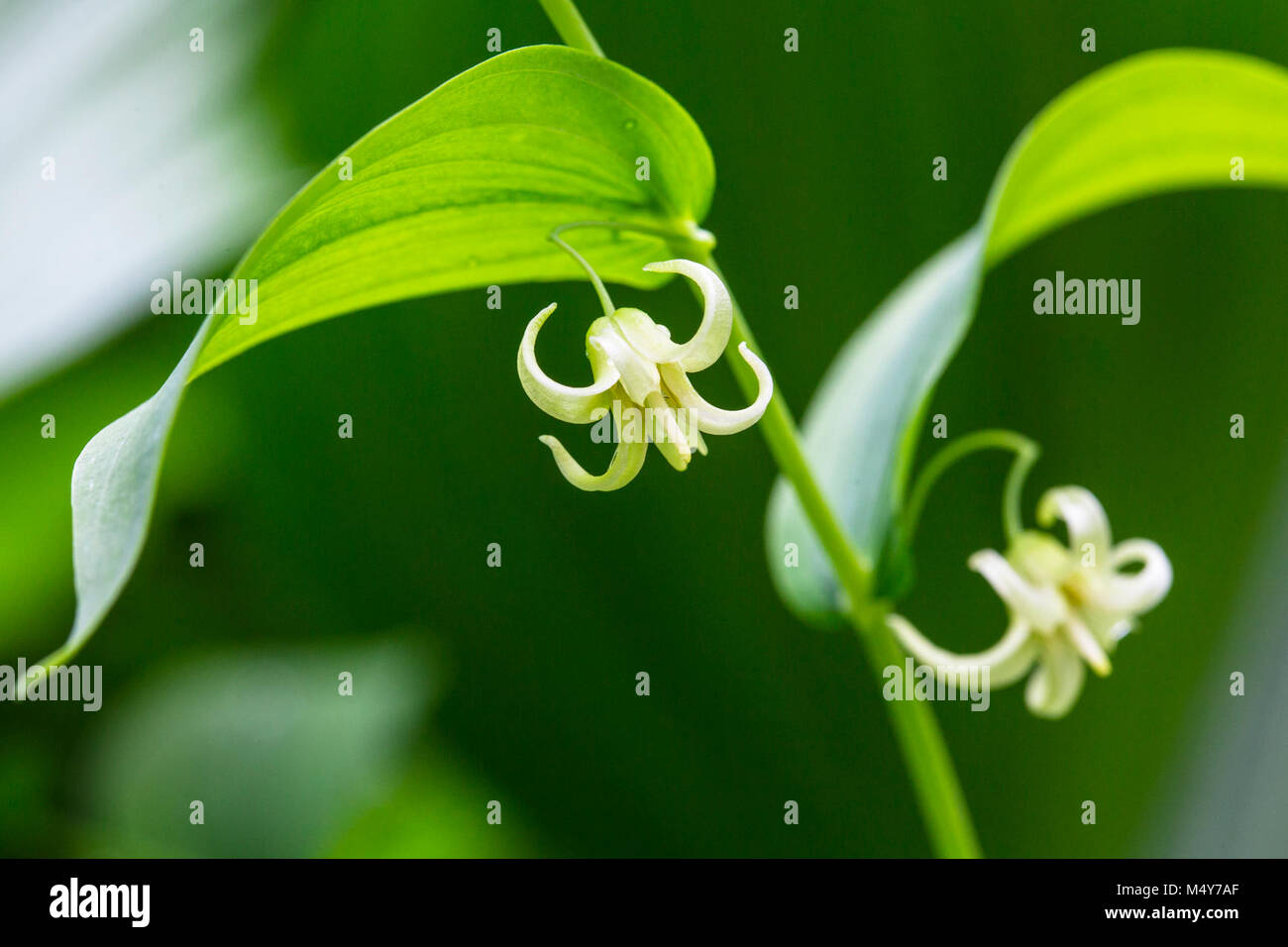 Streptopus hi-res stock photography and images - Alamy