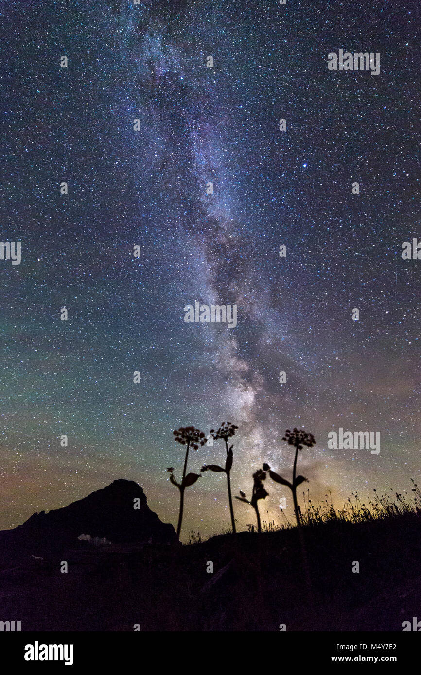 Flowers and Milky Way Portrait Stock Photo - Alamy