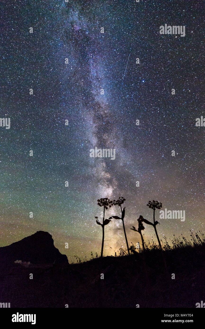 Flowers and Milky Way Portrait Stock Photo - Alamy