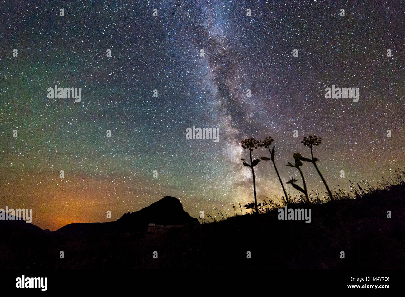 Flowers and Milky Way Stock Photo - Alamy