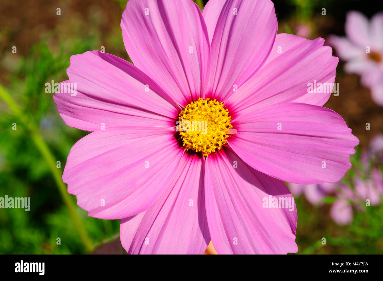 The cosmo flower is a beautiful addition to any wildflower garden Stock ...