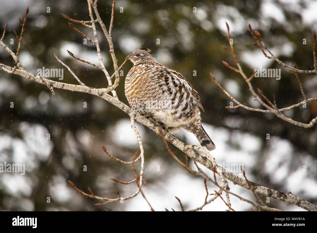 Ruffed Grouse - Bonasa umbellus Stock Photo - Alamy