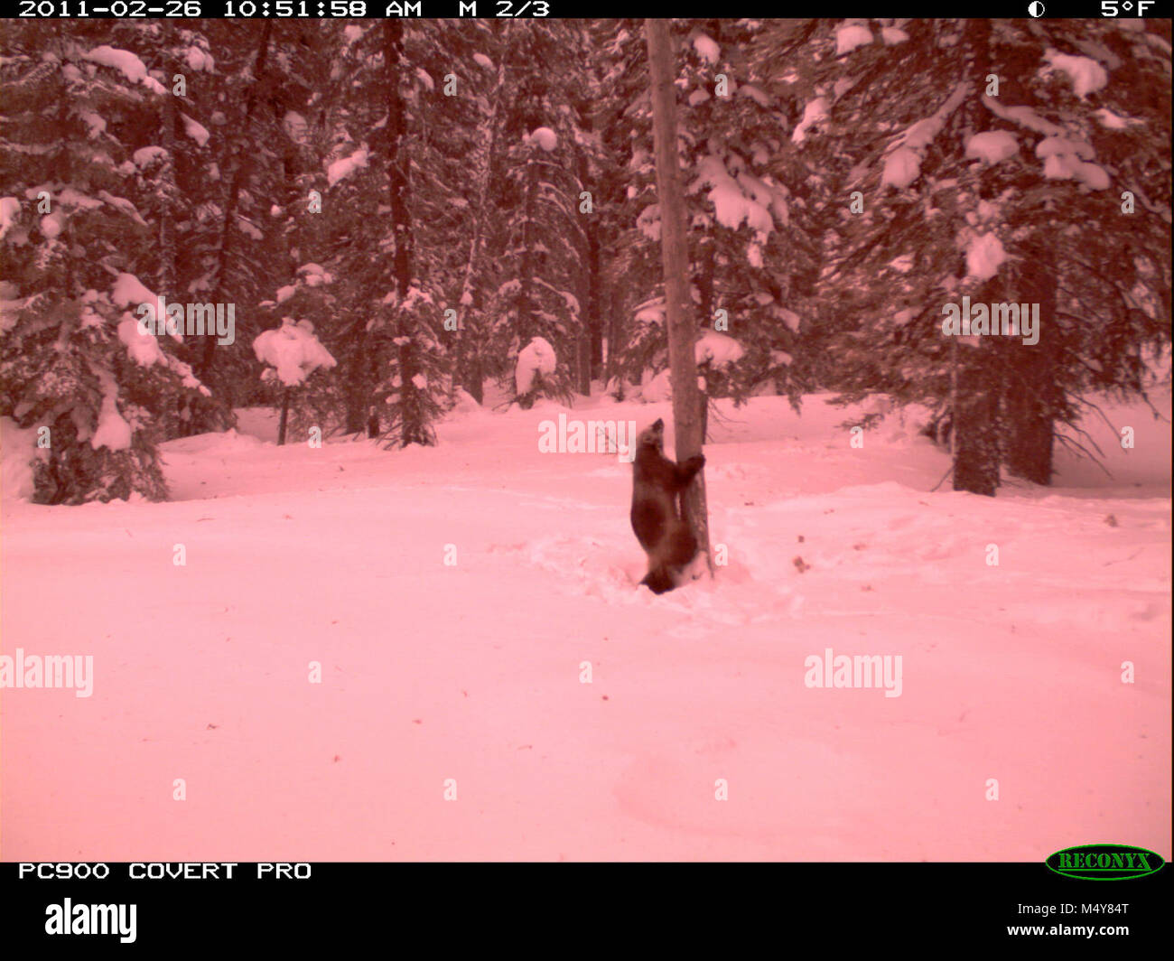 Wolverine - Trail Camera Picture Stock Photo - Alamy