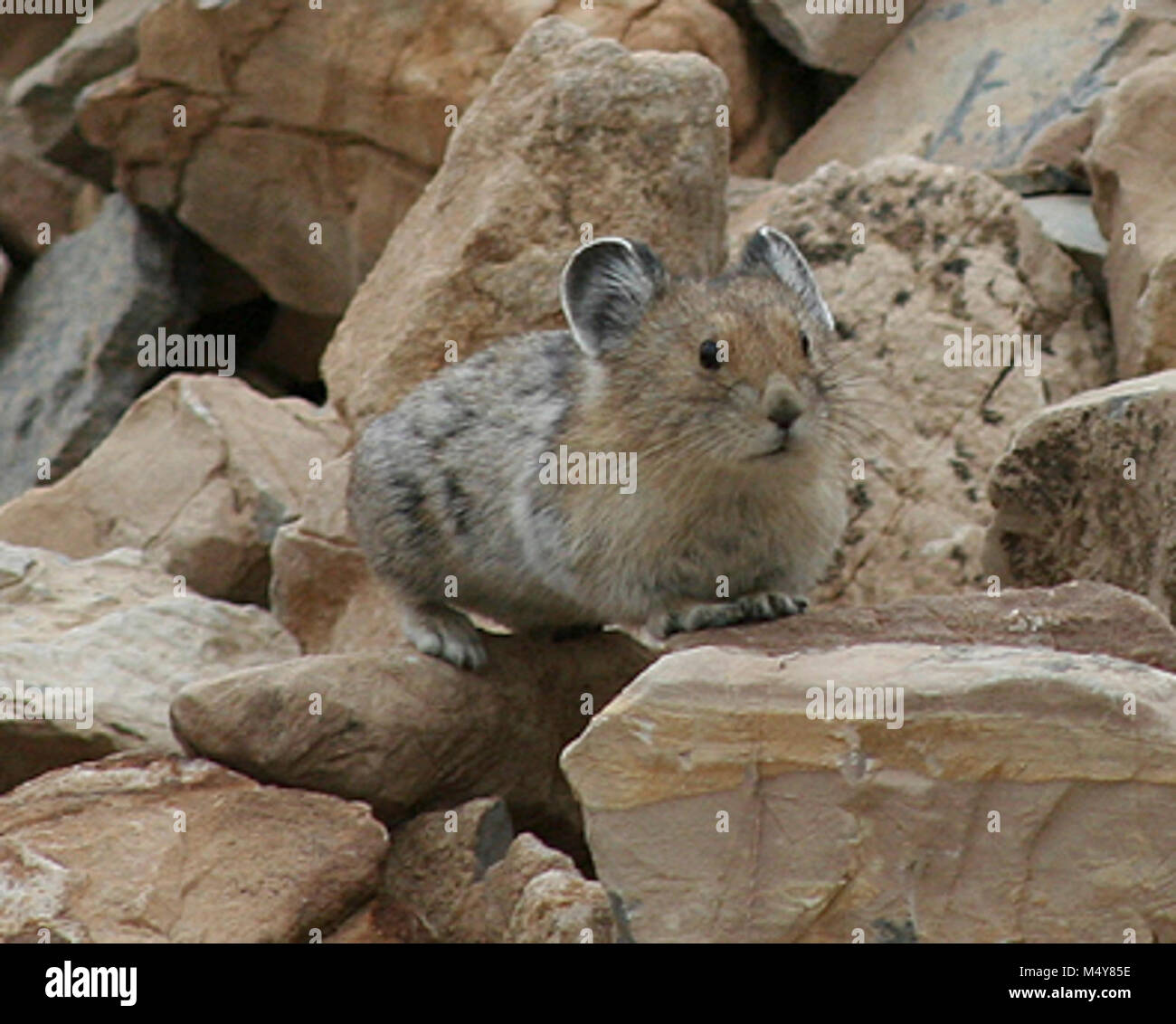American Pika (Citizen Science Stock Photo - Alamy