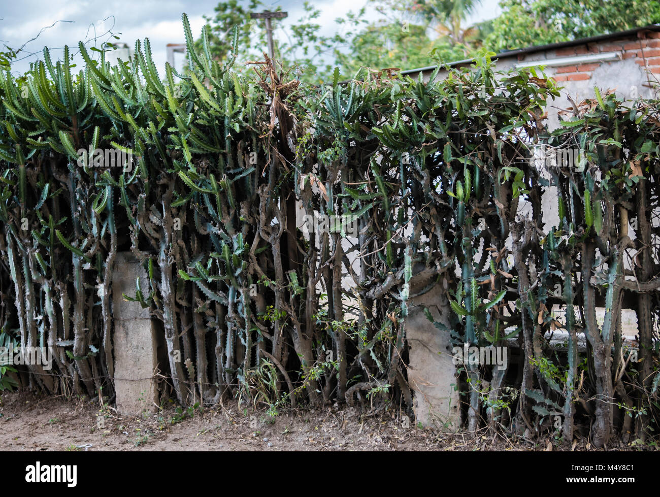 Cacti cuba hi-res stock photography and images - Alamy