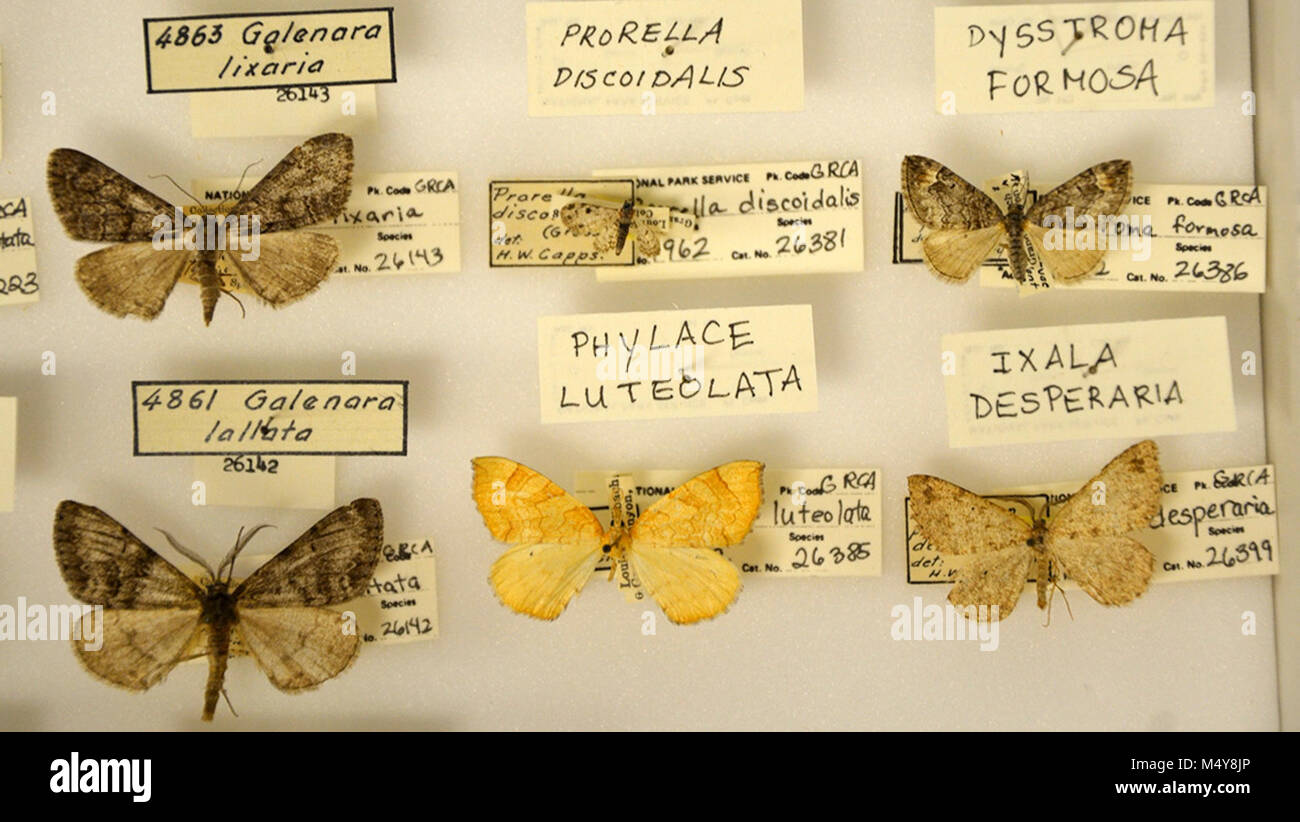 Various geometer moths The Grand Canyon Museum Collection is a storage ...