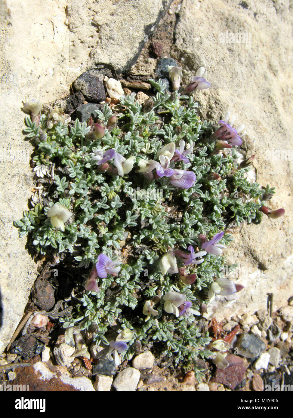 Grand Canyon’s rarest plant, sentry milk-vetch (Astragalus cremnophylax ...
