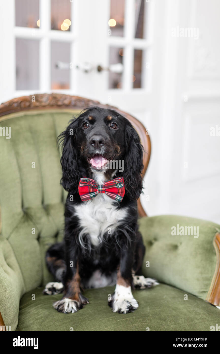 Dog spaniel in a red bow tie in the interior of the light room. Pet is ...