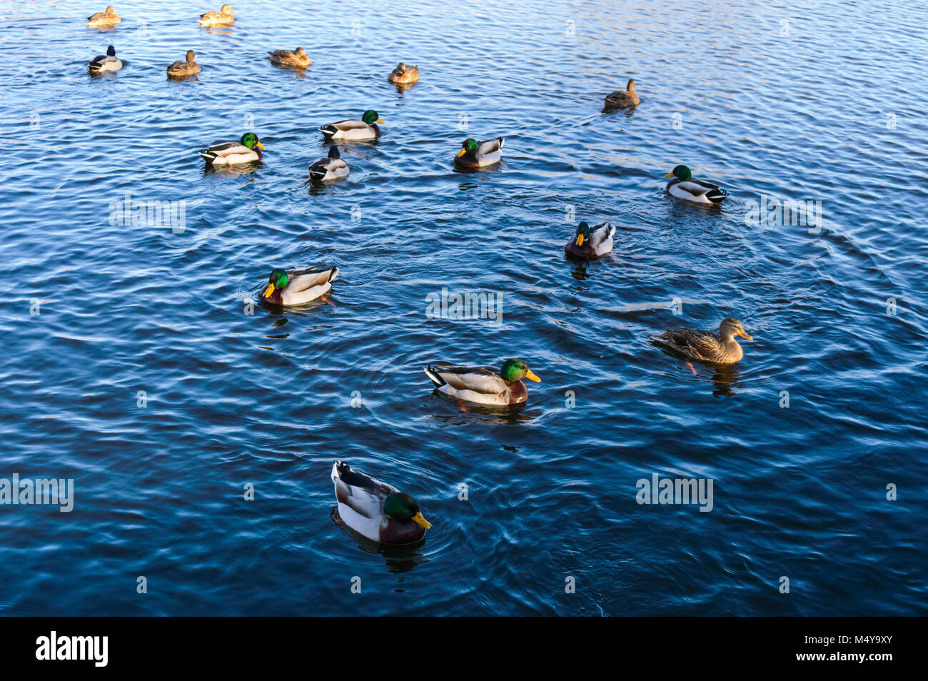 Freshwater ducks hi-res stock photography and images - Alamy