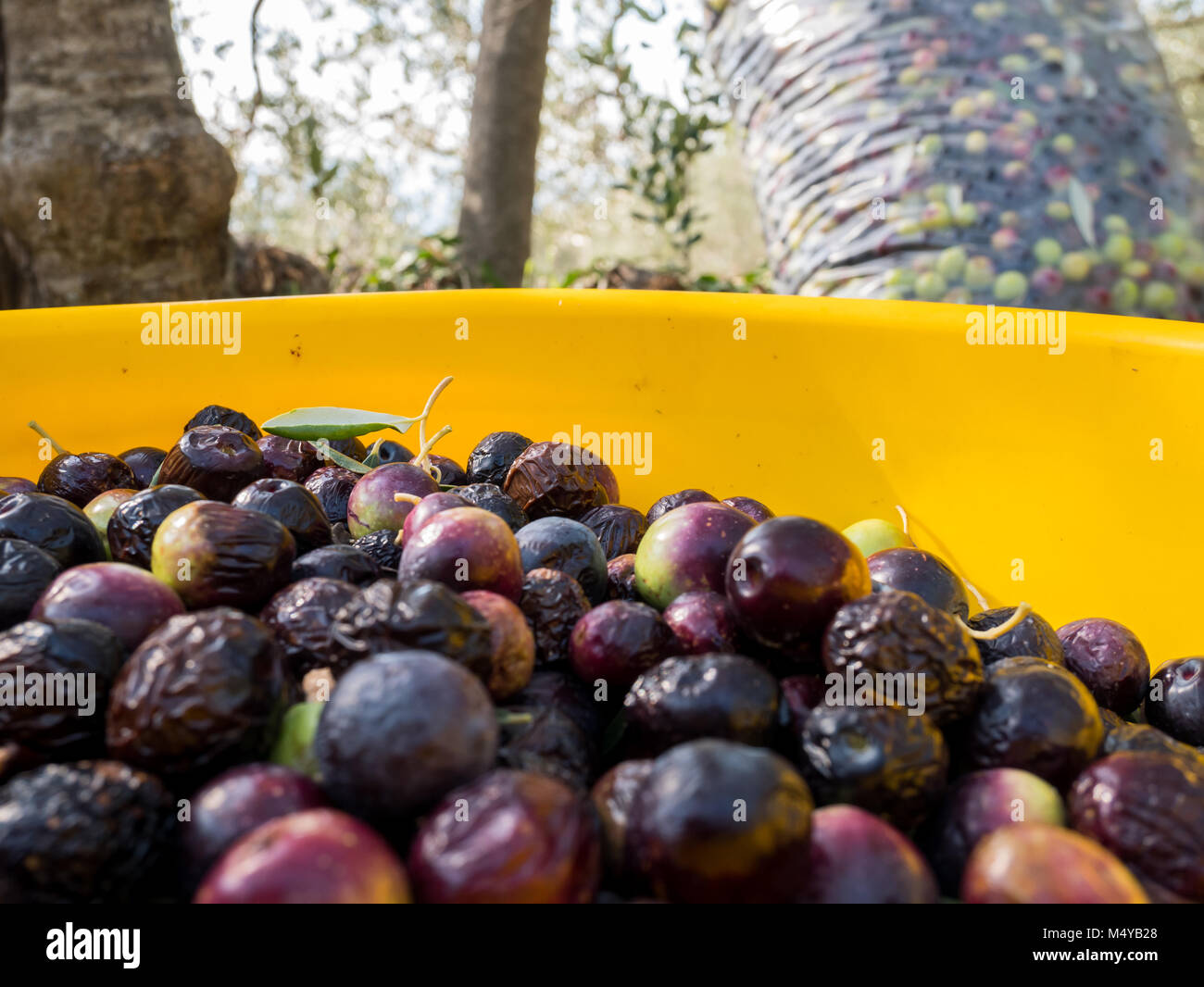 Olive bucket hi-res stock photography and images - Alamy
