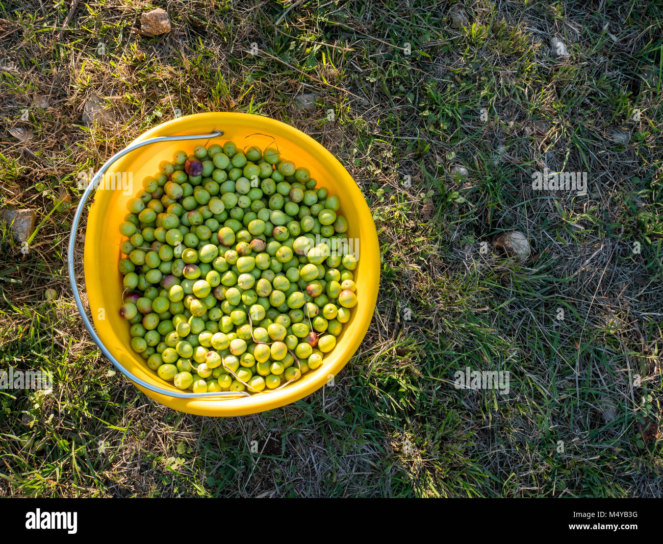 Yellow bucket full of green olives on grass Stock Photo - Alamy