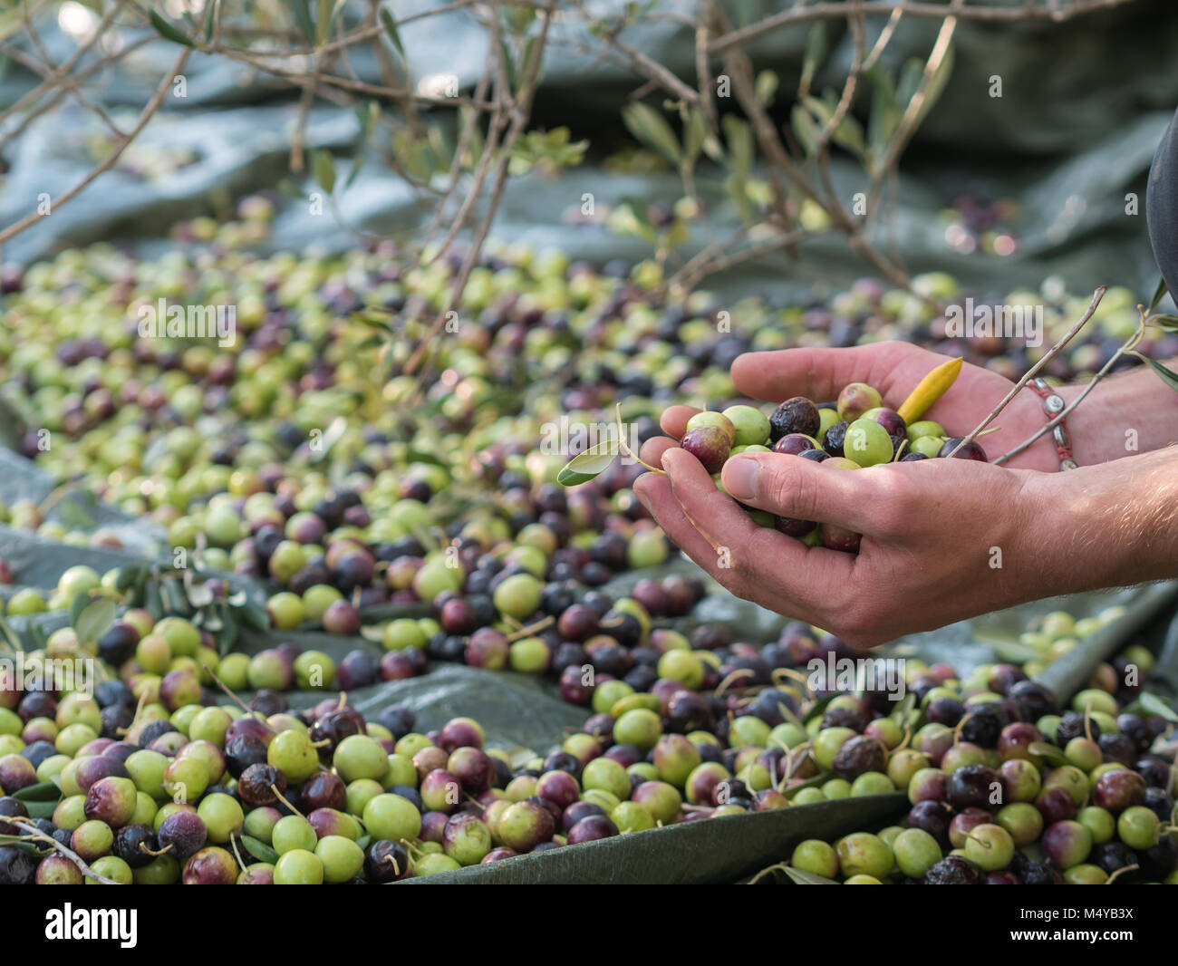 Young worker with hands full of olives on olive tree plantation Stock ...