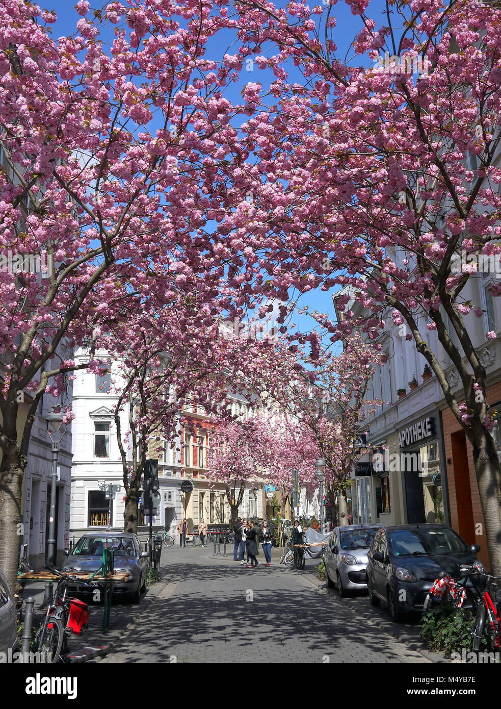 BONN, GERMANY - APRIL 18, 2016: Rows of cherry blossoms sakura trees in ...