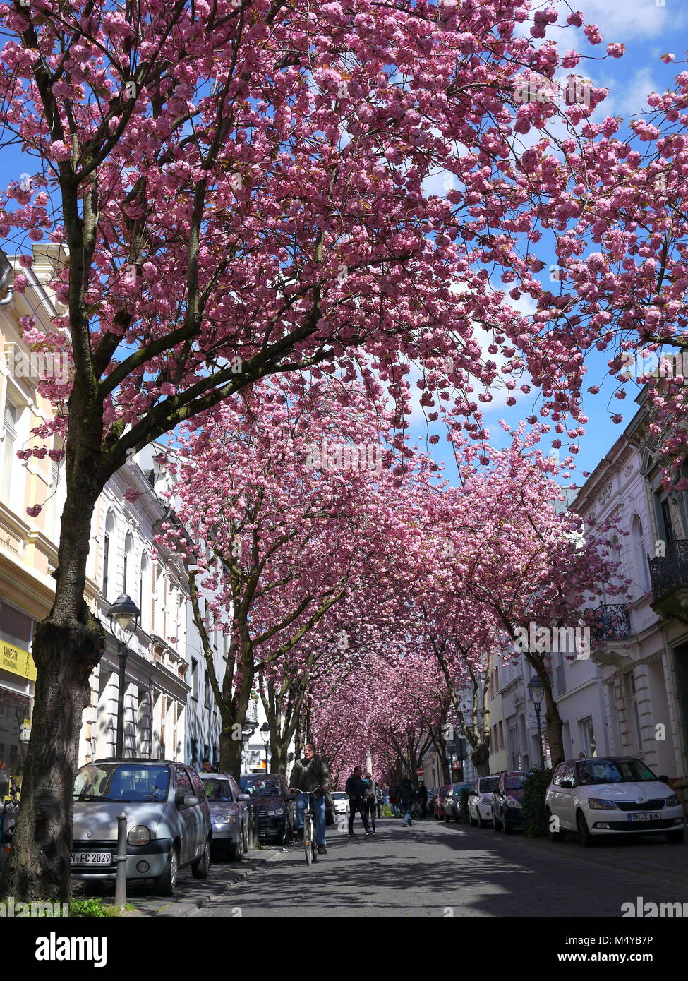 BONN, GERMANY - APRIL 18, 2016: Rows of cherry blossoms sakura trees in ...