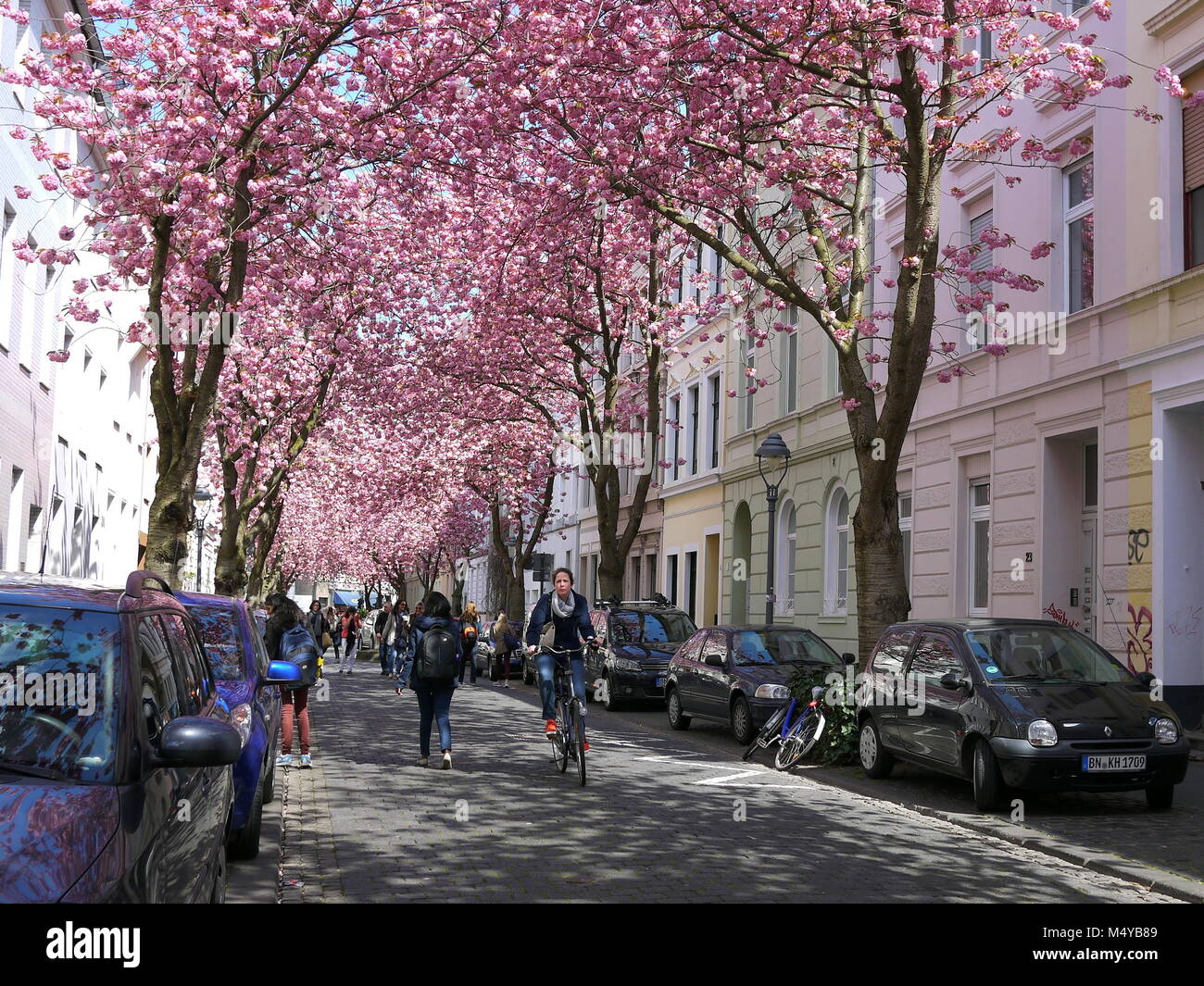 BONN, GERMANY - APRIL 18, 2016: Bike riding under rows of cherry ...