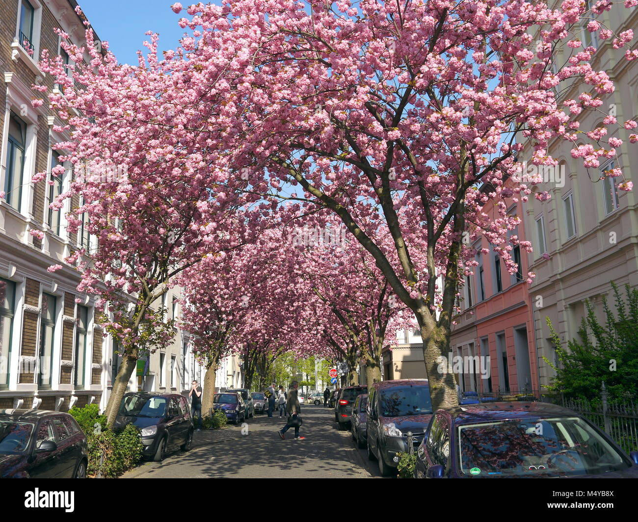 BONN, GERMANY - APRIL 18, 2016: Rows of cherry blossoms sakura trees in ...