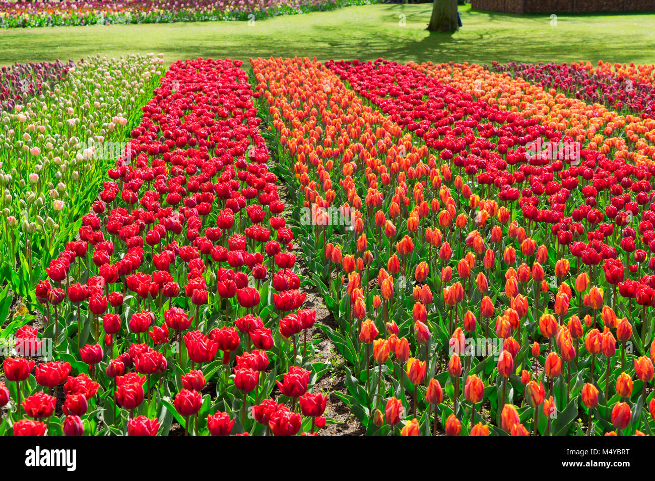 Rows of tulip flowers Stock Photo - Alamy
