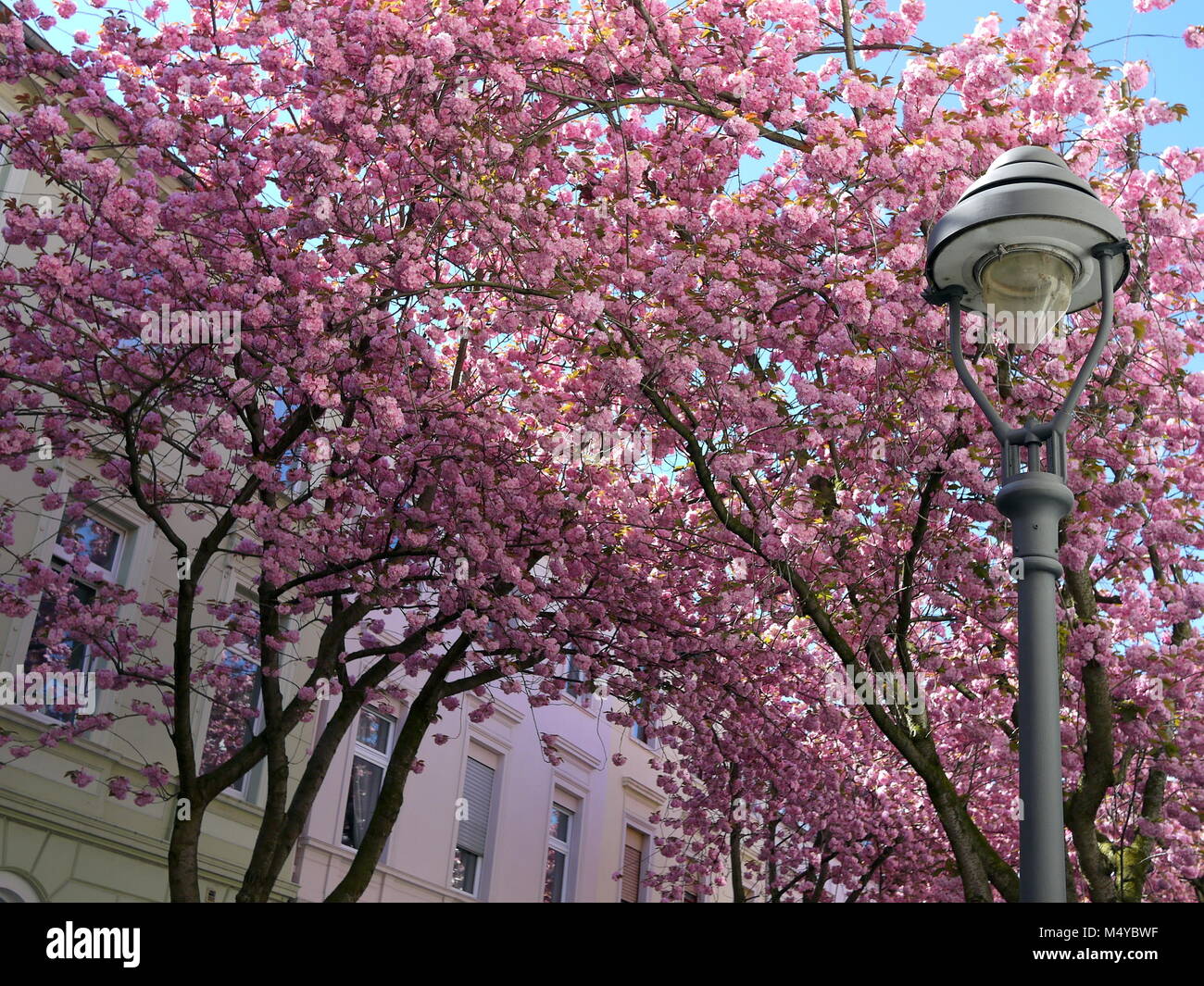 Cherry tree and street lamp hi-res stock photography and images - Alamy