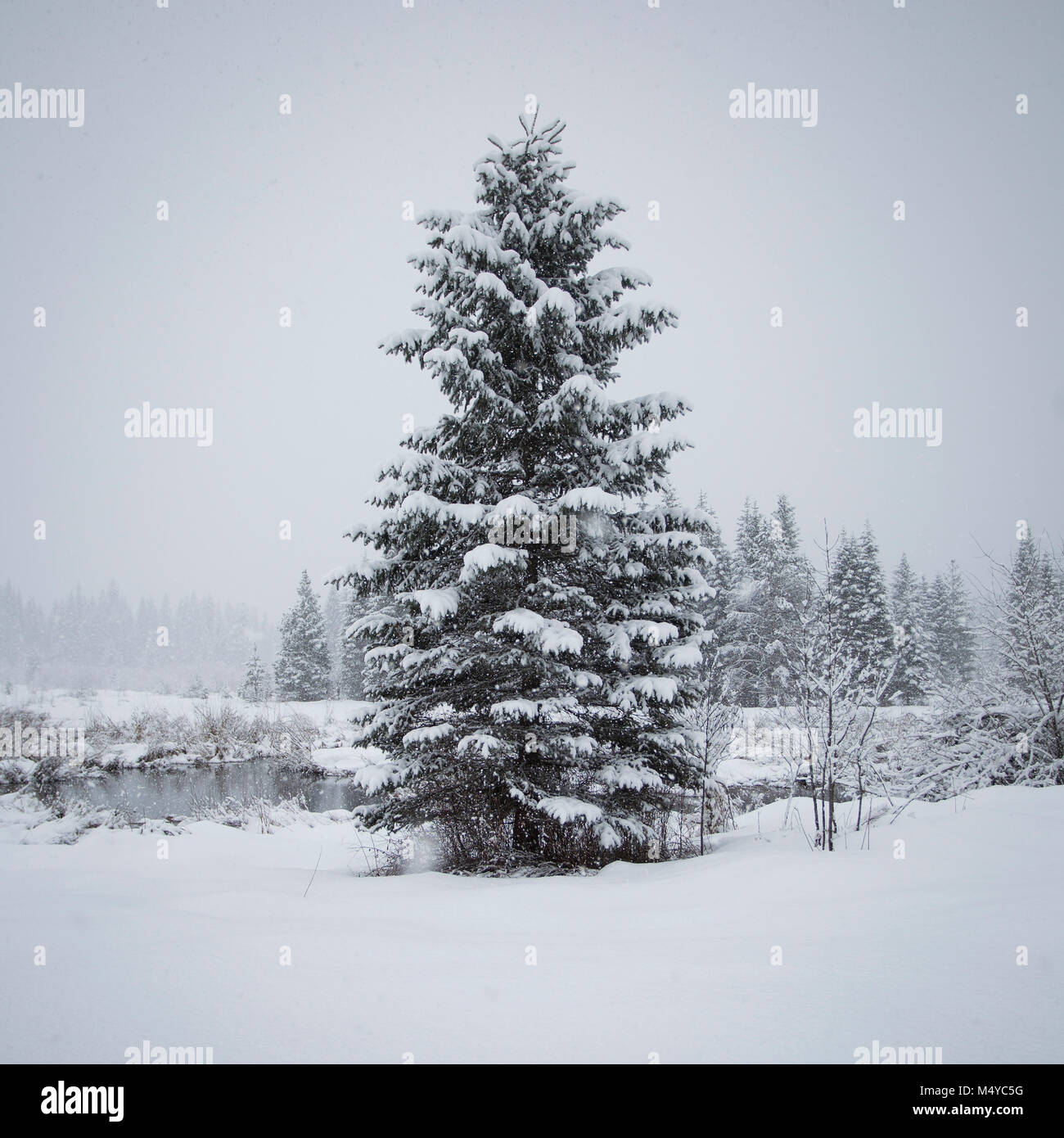 A snow frosted Douglas fir tree, standing alone along a marshy area of ...