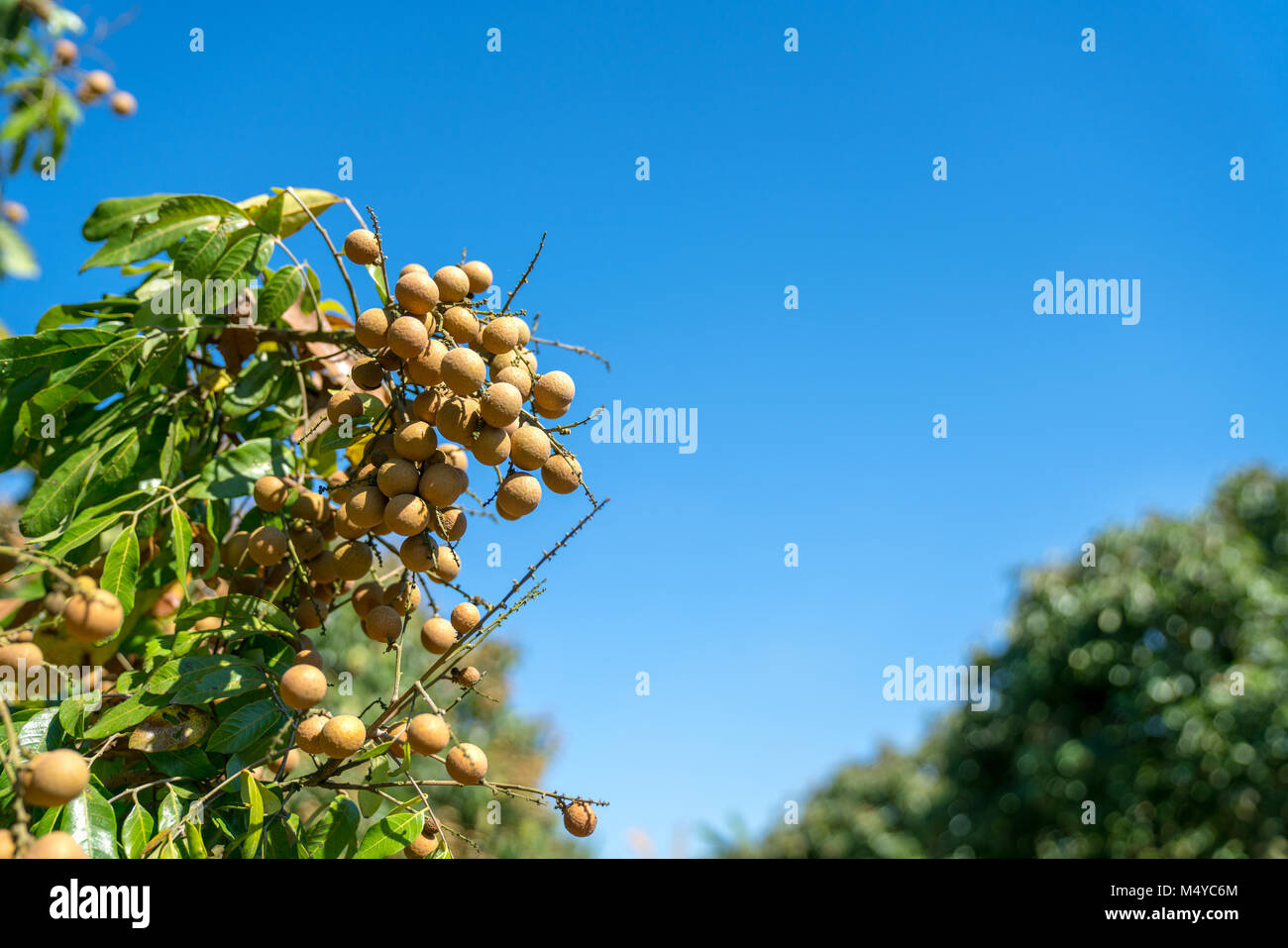 Longan trees hi-res stock photography and images - Alamy