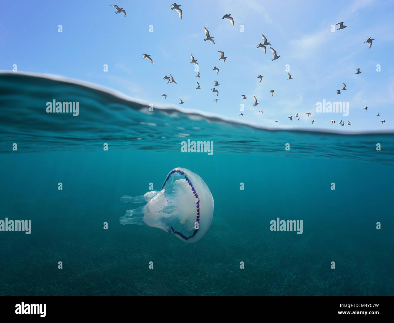 Jellyfish hi-res stock photography and images - Alamy