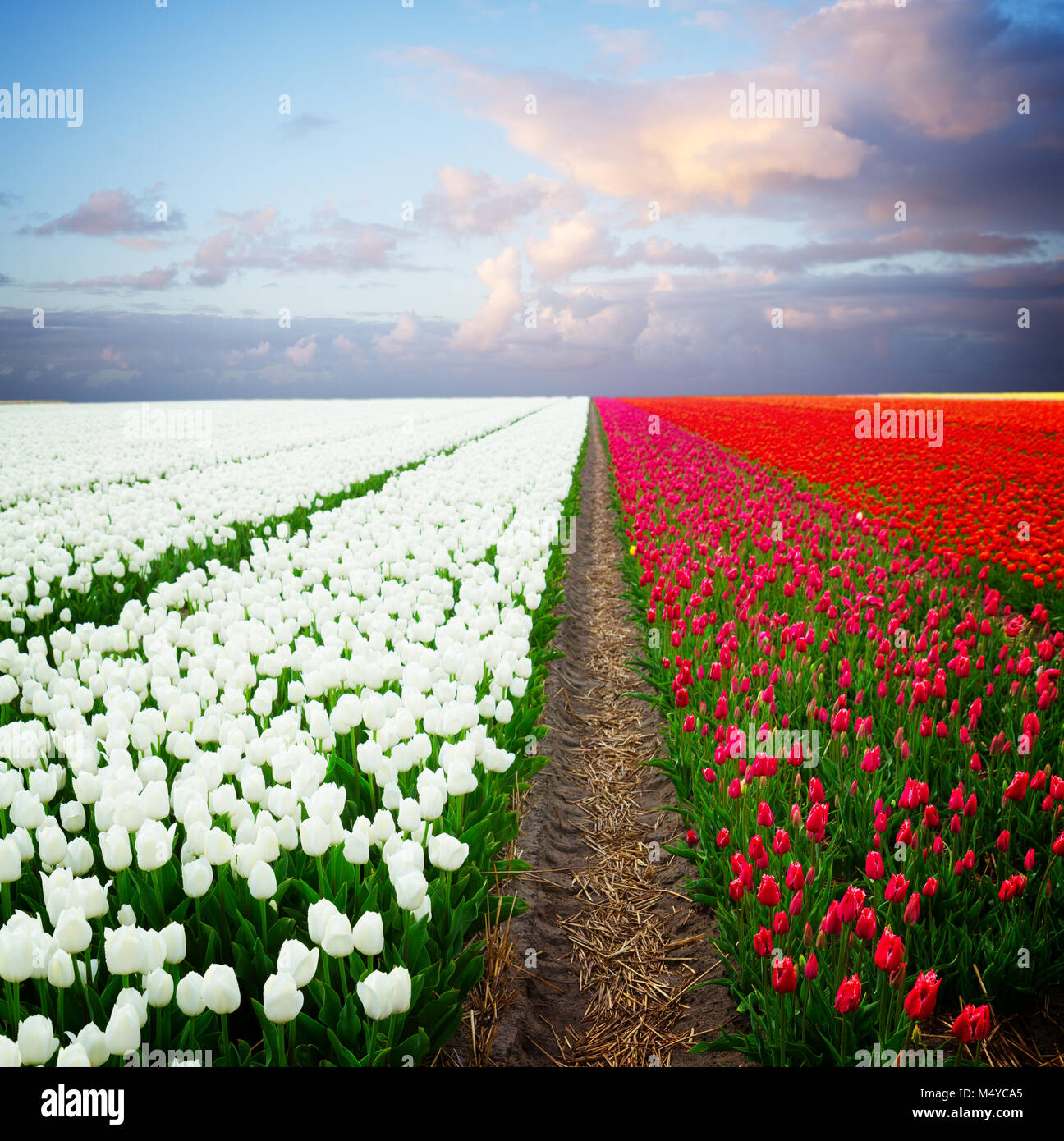 Dutch floral tradition hi-res stock photography and images - Alamy