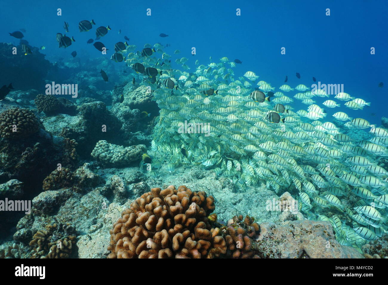 Tropical reef fish polynesia hi-res stock photography and images - Alamy