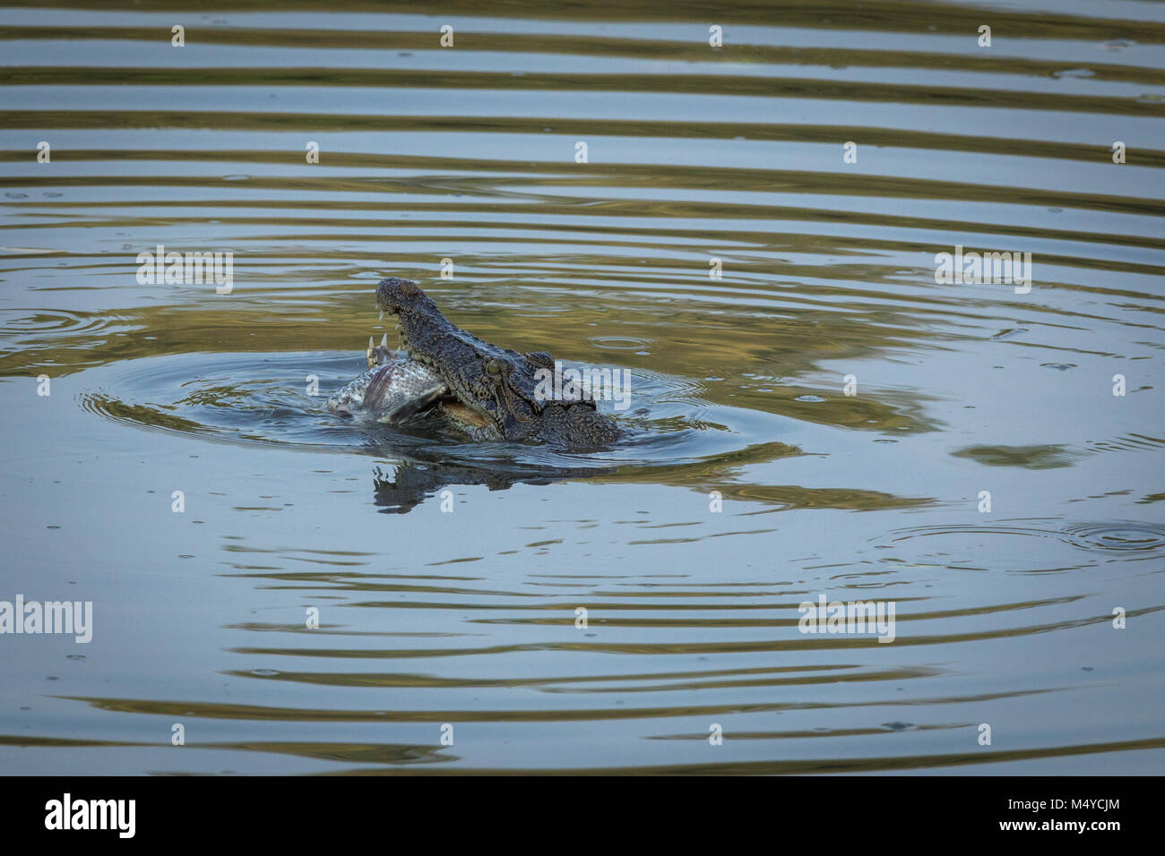 A wild saltwater crocodile feeding on a fish in the Sungei Buloh ...