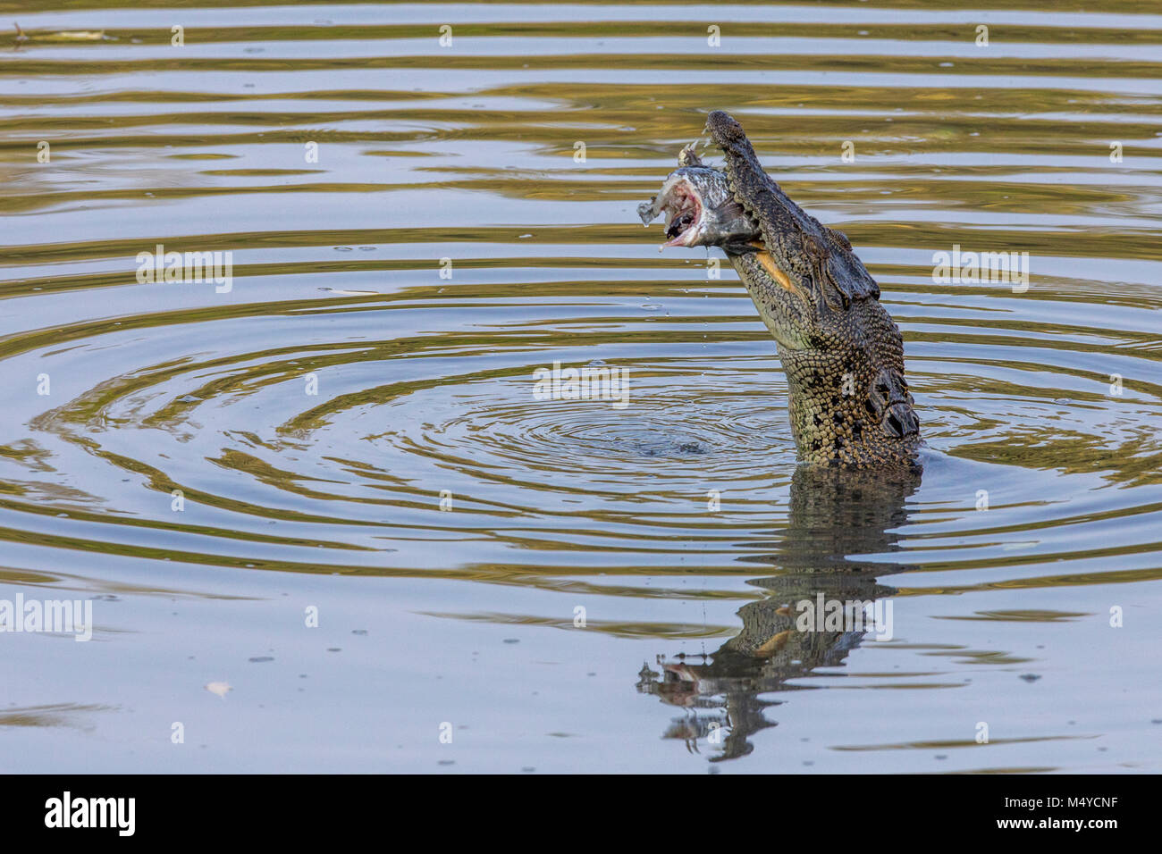 A wild saltwater crocodile feeding on a fish in the Sungei Buloh ...