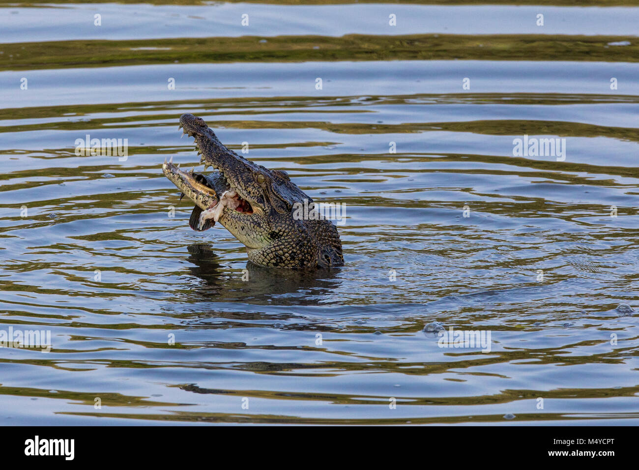 A wild saltwater crocodile feeding on a fish in the Sungei Buloh ...