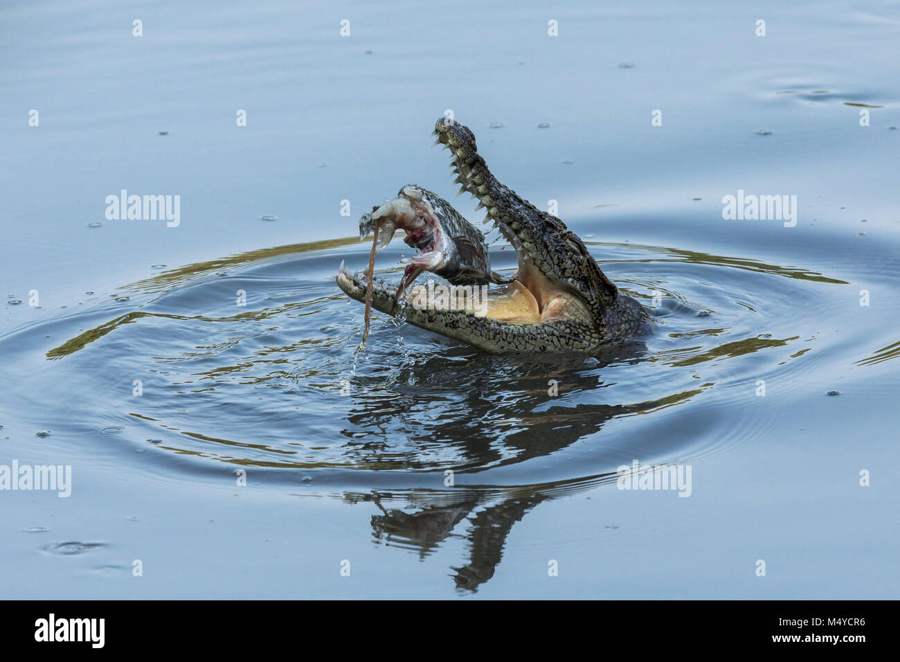 Sungei buloh wetland reserve hi-res stock photography and images - Alamy