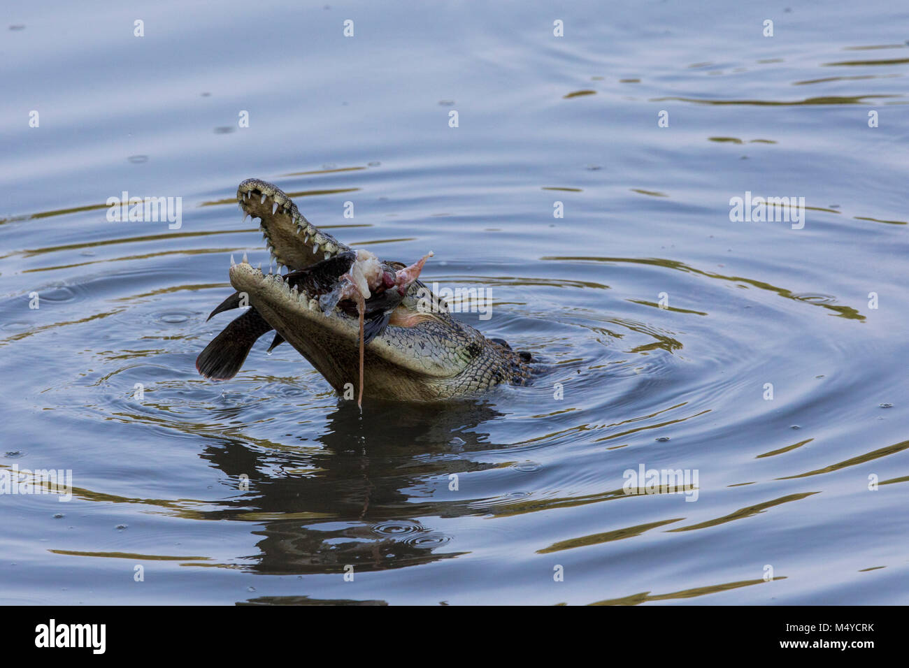 Crocodiles Eating Fish