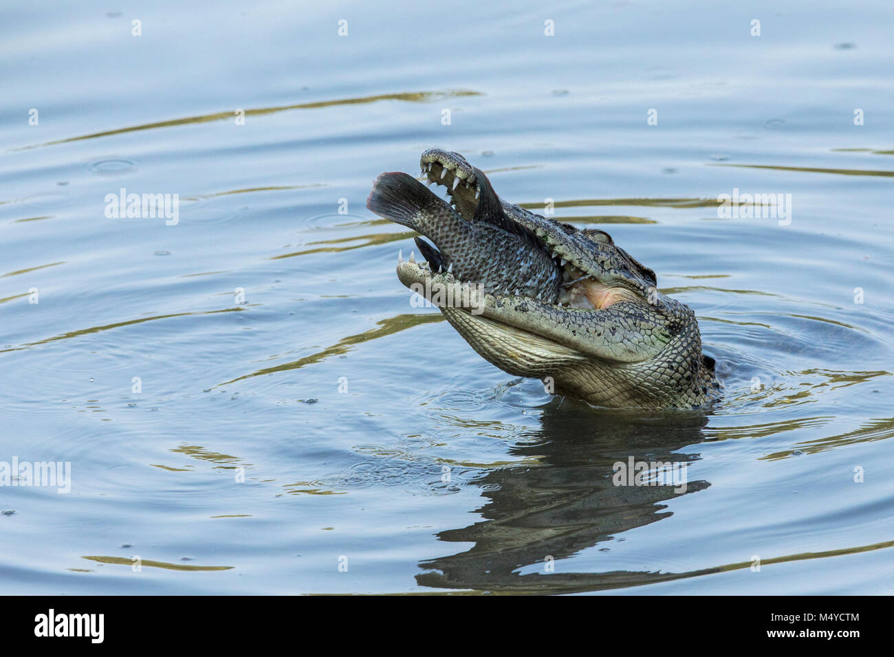 A wild saltwater crocodile feeding on a fish in the Sungei Buloh ...