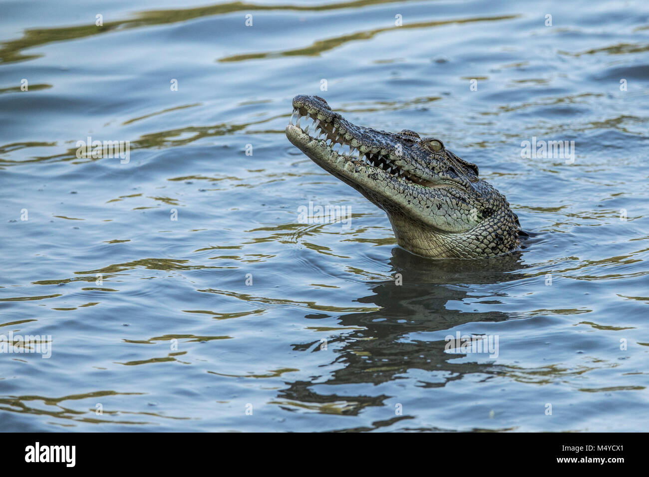 Saltwater Crocodile Eating