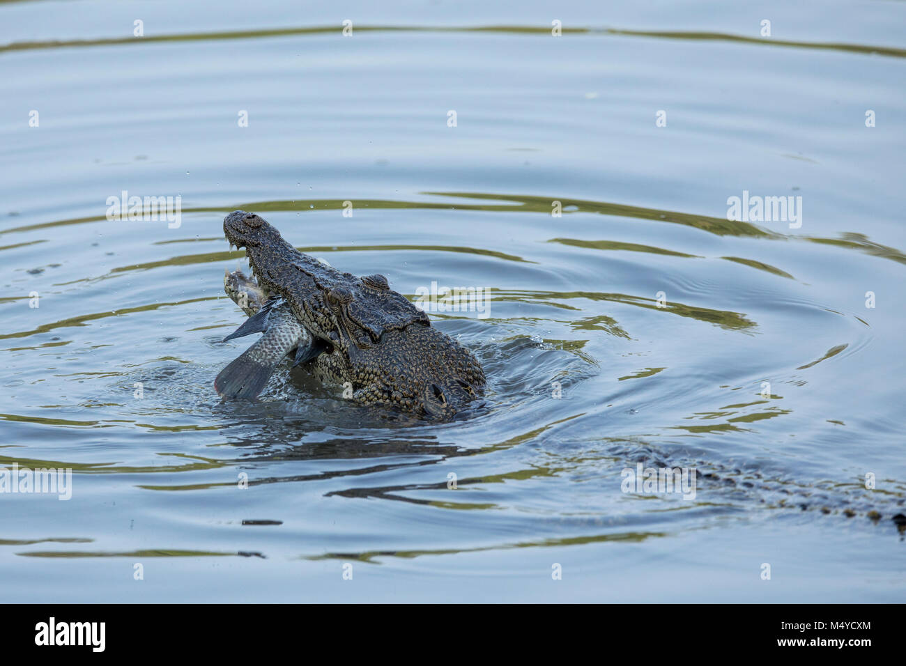 A wild saltwater crocodile feeding on a fish in the Sungei Buloh ...