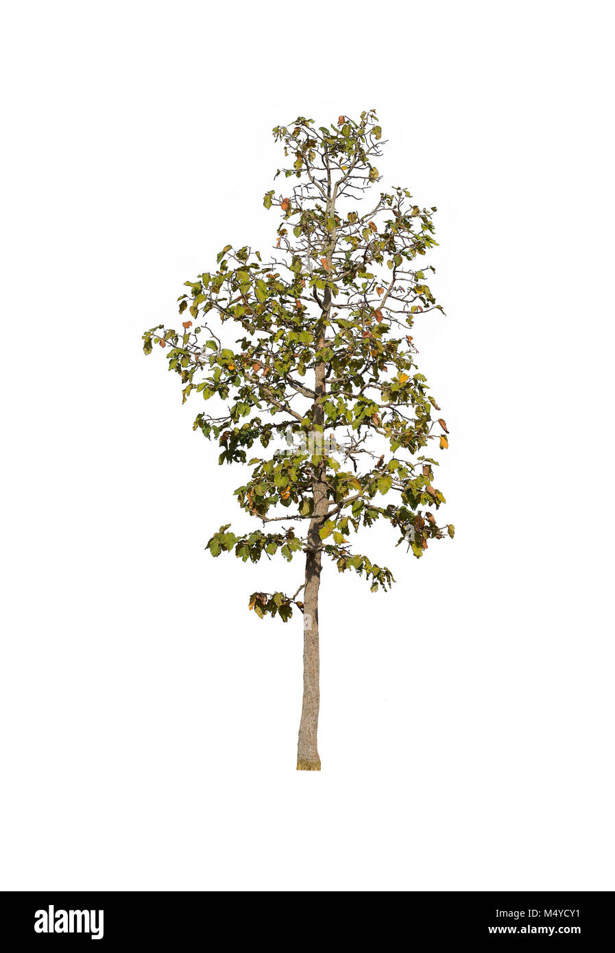 Isolated trees on white background Stock Photo - Alamy