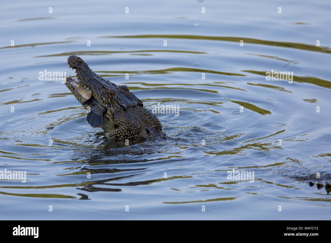 Saltwater crocodile eating hi-res stock photography and images - Alamy