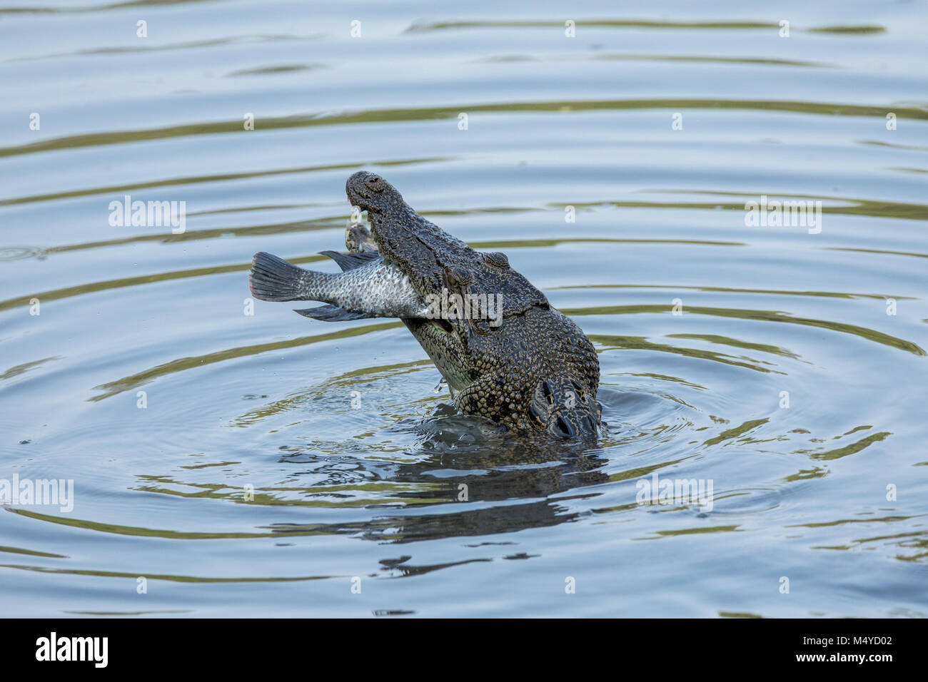 A wild saltwater crocodile feeding on a fish in the Sungei Buloh ...