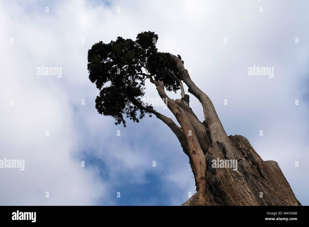 Old cypress tree hi-res stock photography and images - Alamy