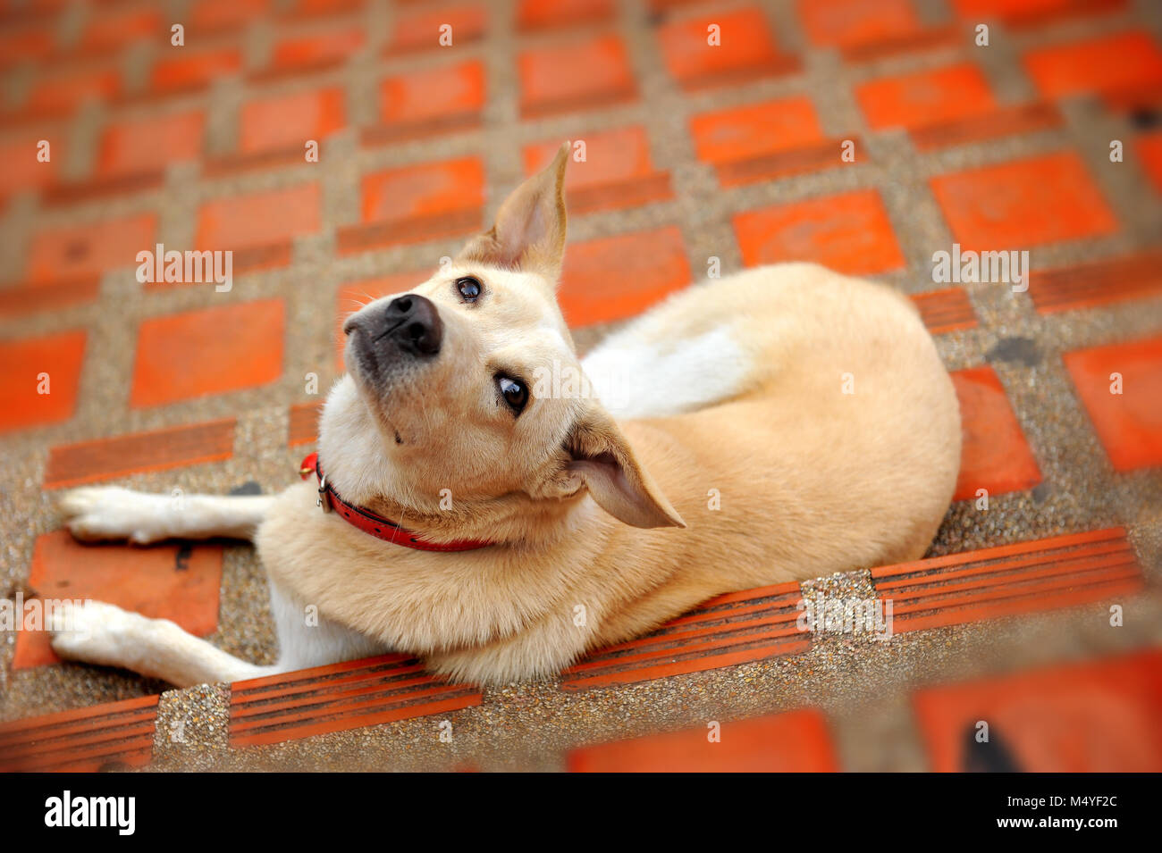 native thai dog relax on floor and looking up Stock Photo - Alamy
