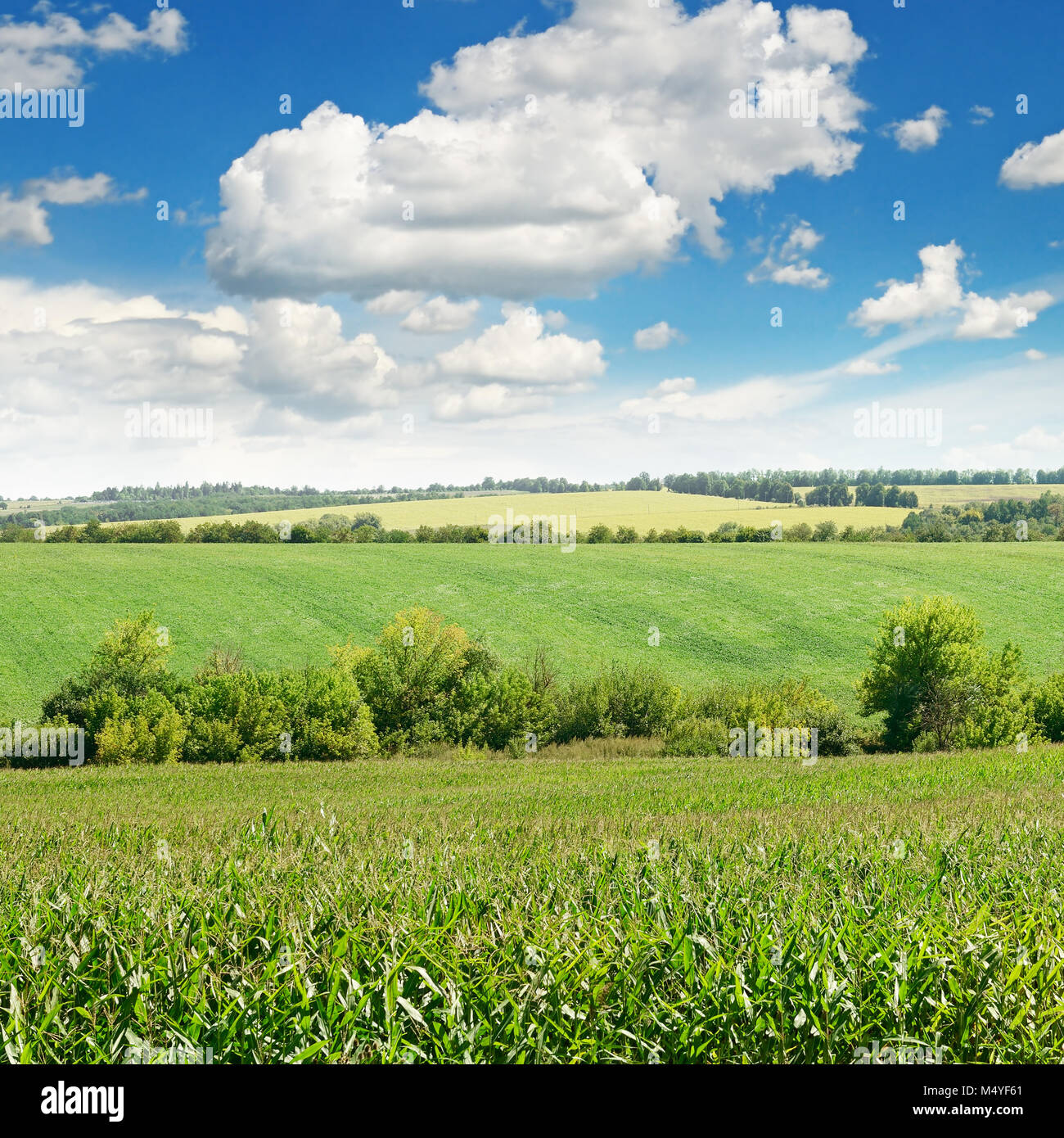 corn field and blue sky Stock Photo - Alamy