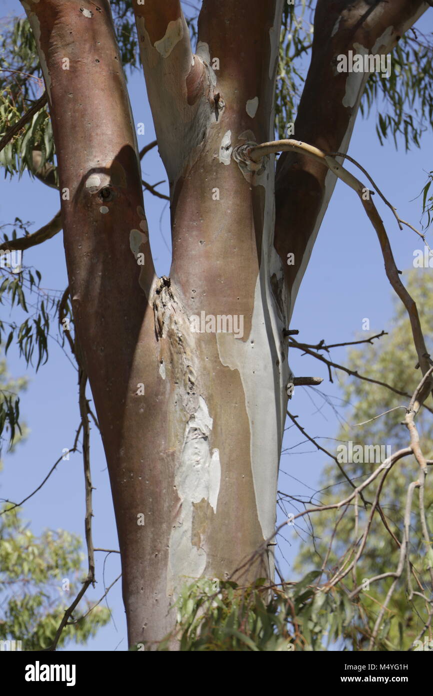 Big tree, looks like an eucalyptus tree Stock Photo - Alamy