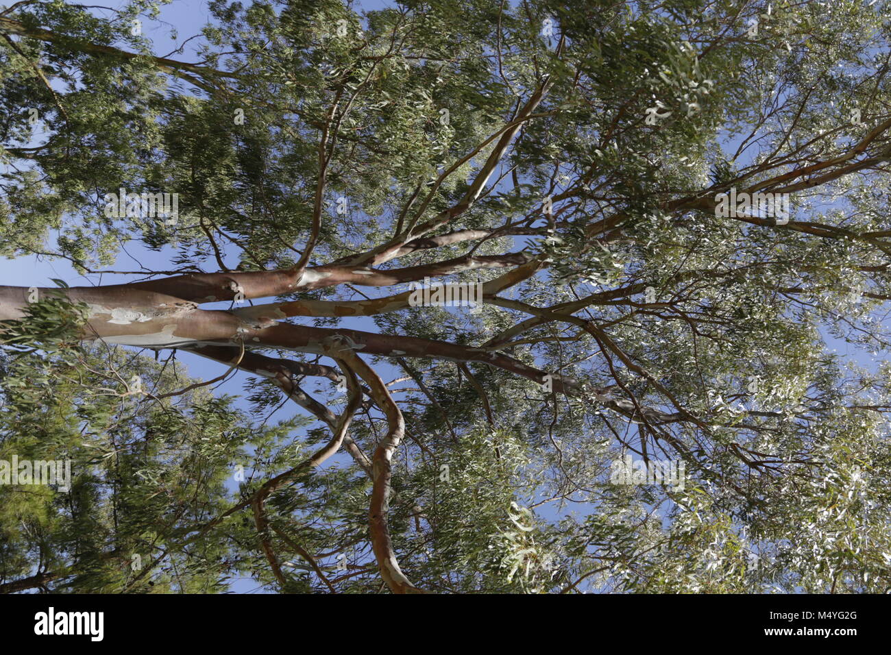 Big tree, looks like an eucalyptus tree Stock Photo - Alamy