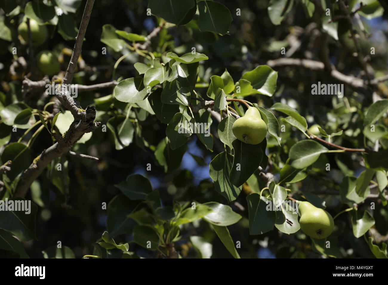 quince on a tree Stock Photo - Alamy