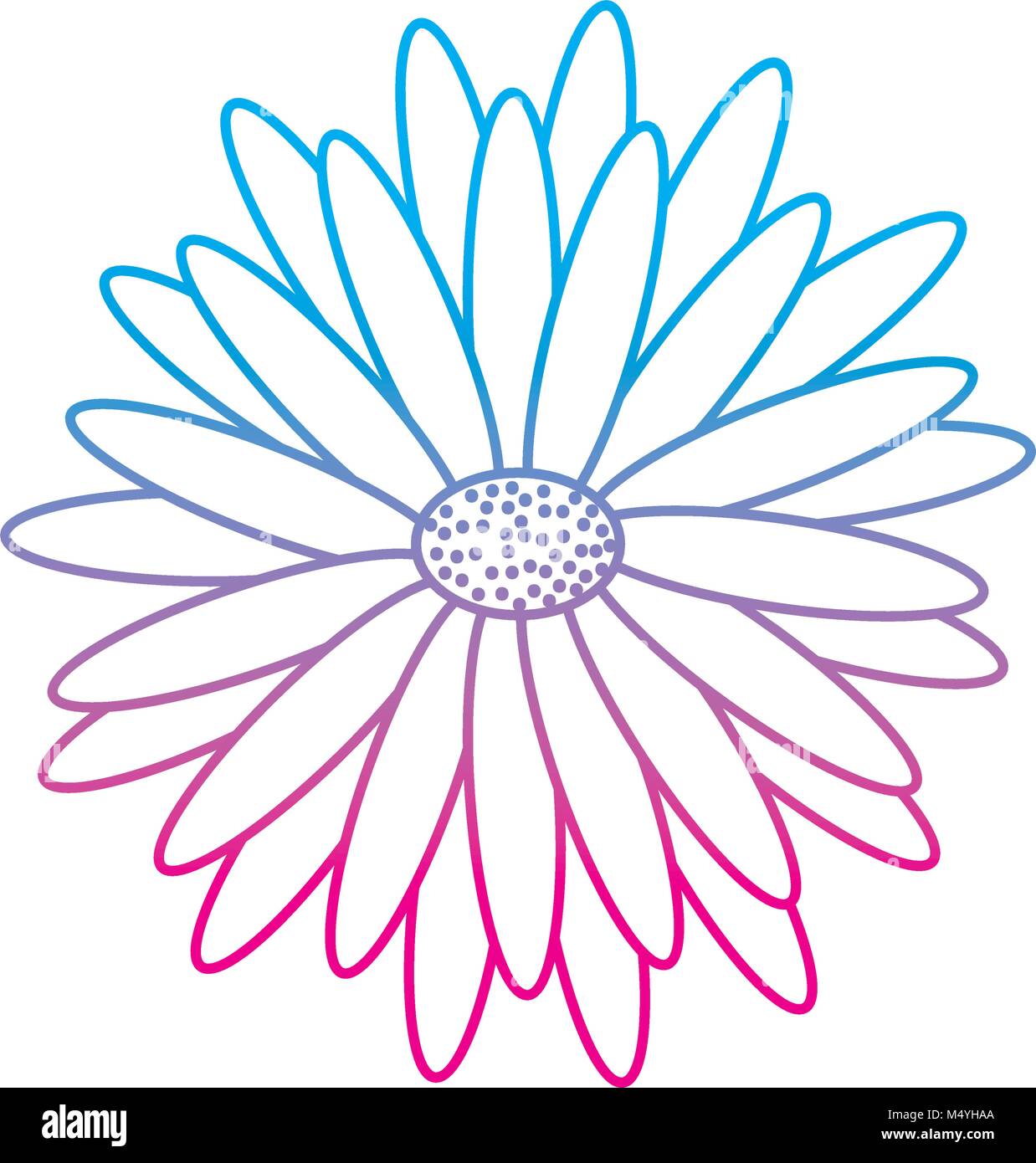 beautiful natural flower daisy petals decoration Stock Vector Image ...