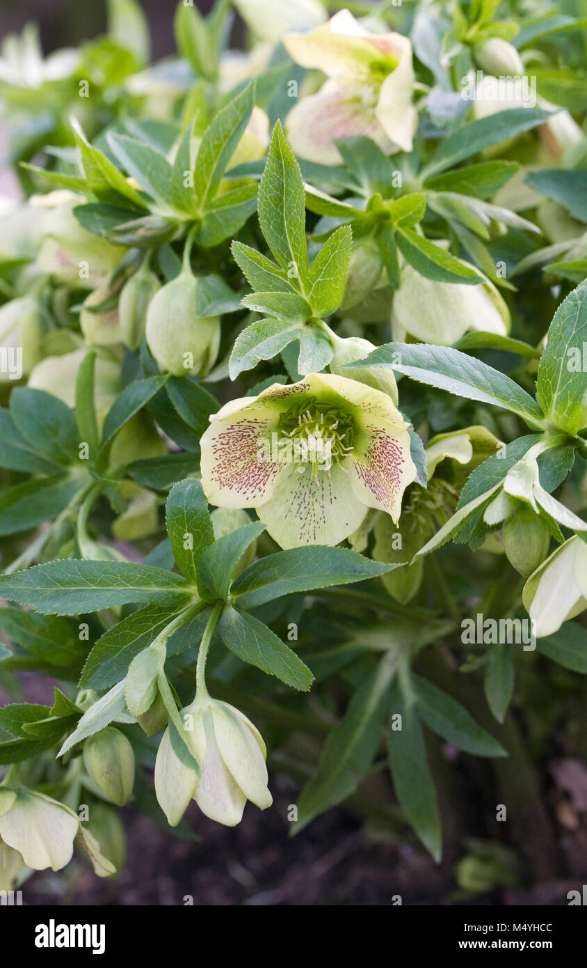 Helleborus x hybridus yellow lady hi-res stock photography and images ...