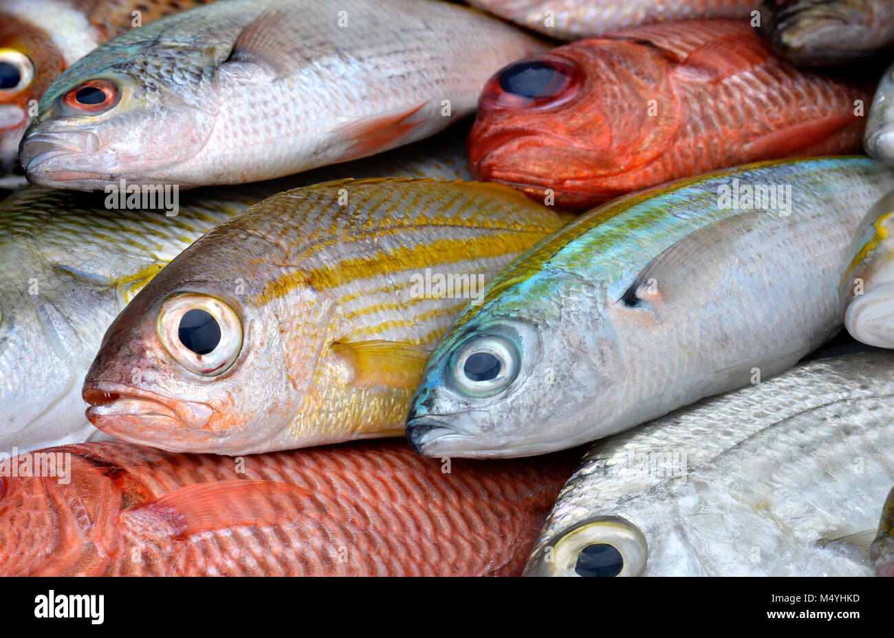 mix colorful fresh fishes from fishery market on wooden plate Stock ...