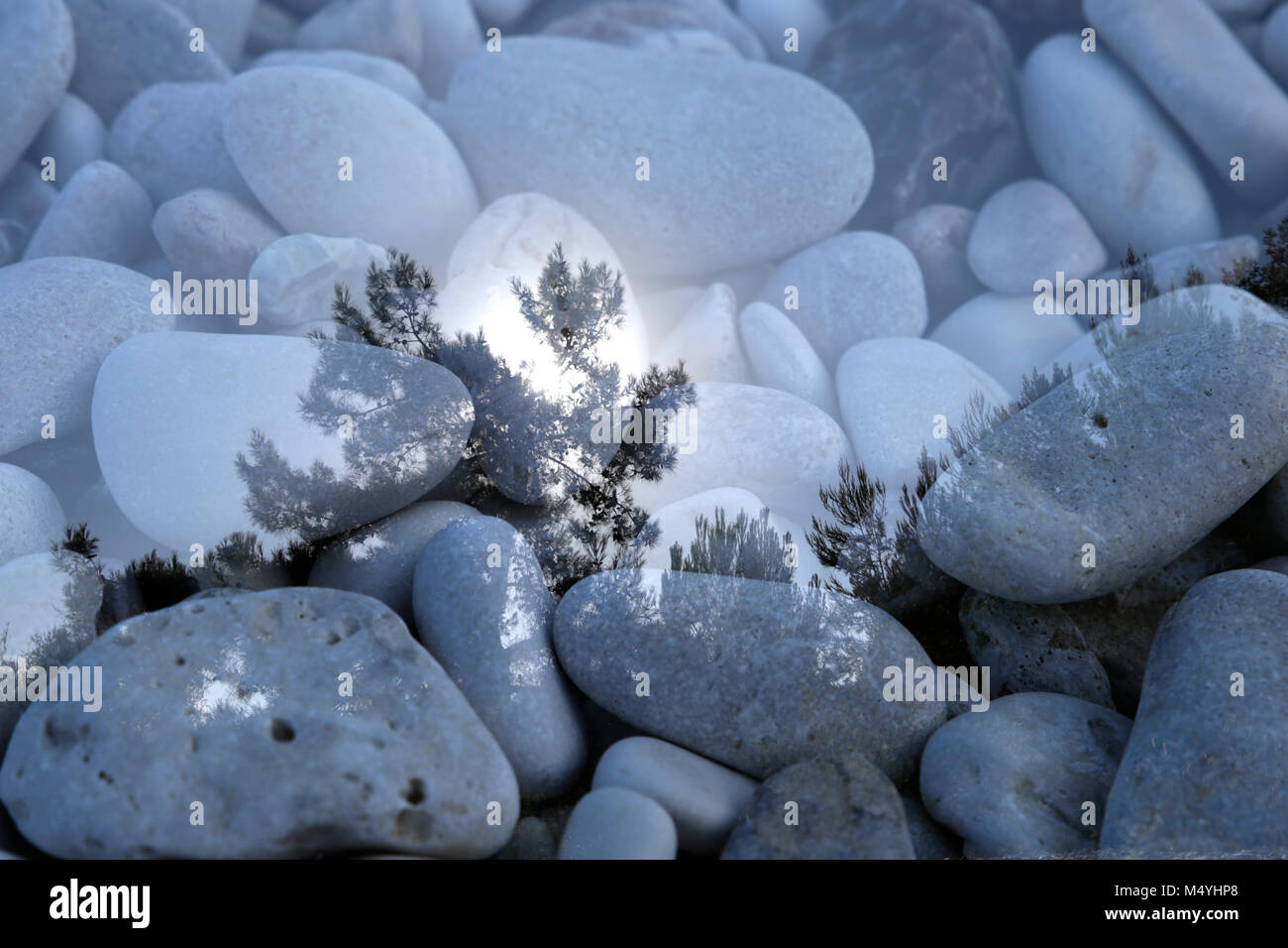 White pebbles with a pine tree in double exposure Stock Photo - Alamy