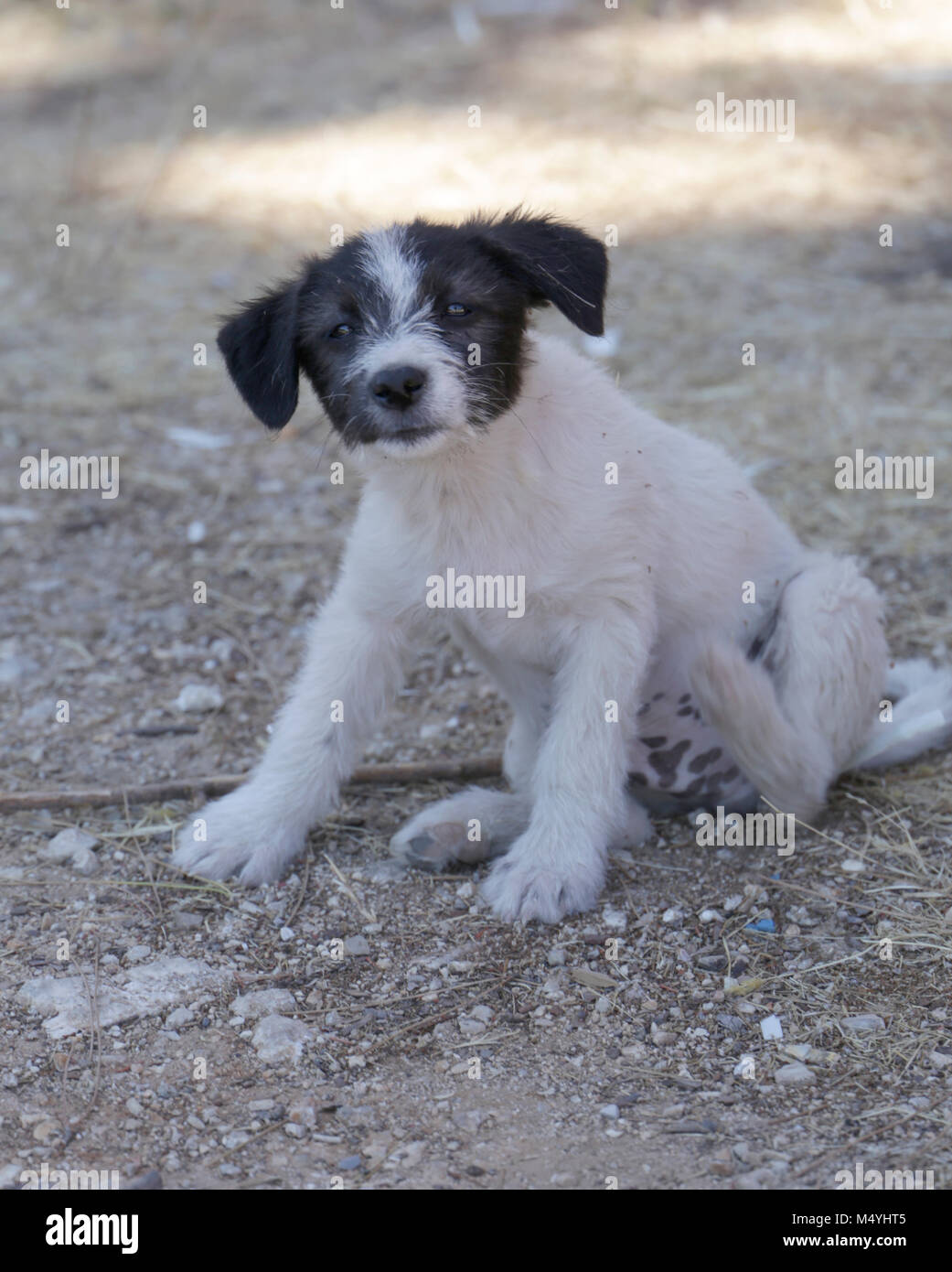 Cute little puppy dog Stock Photo - Alamy